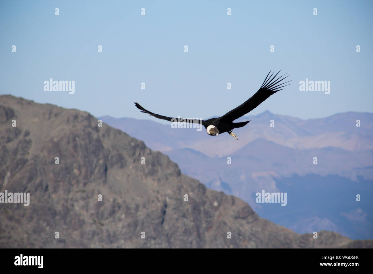 Andean condor flying hi-res stock photography and images - Alamy