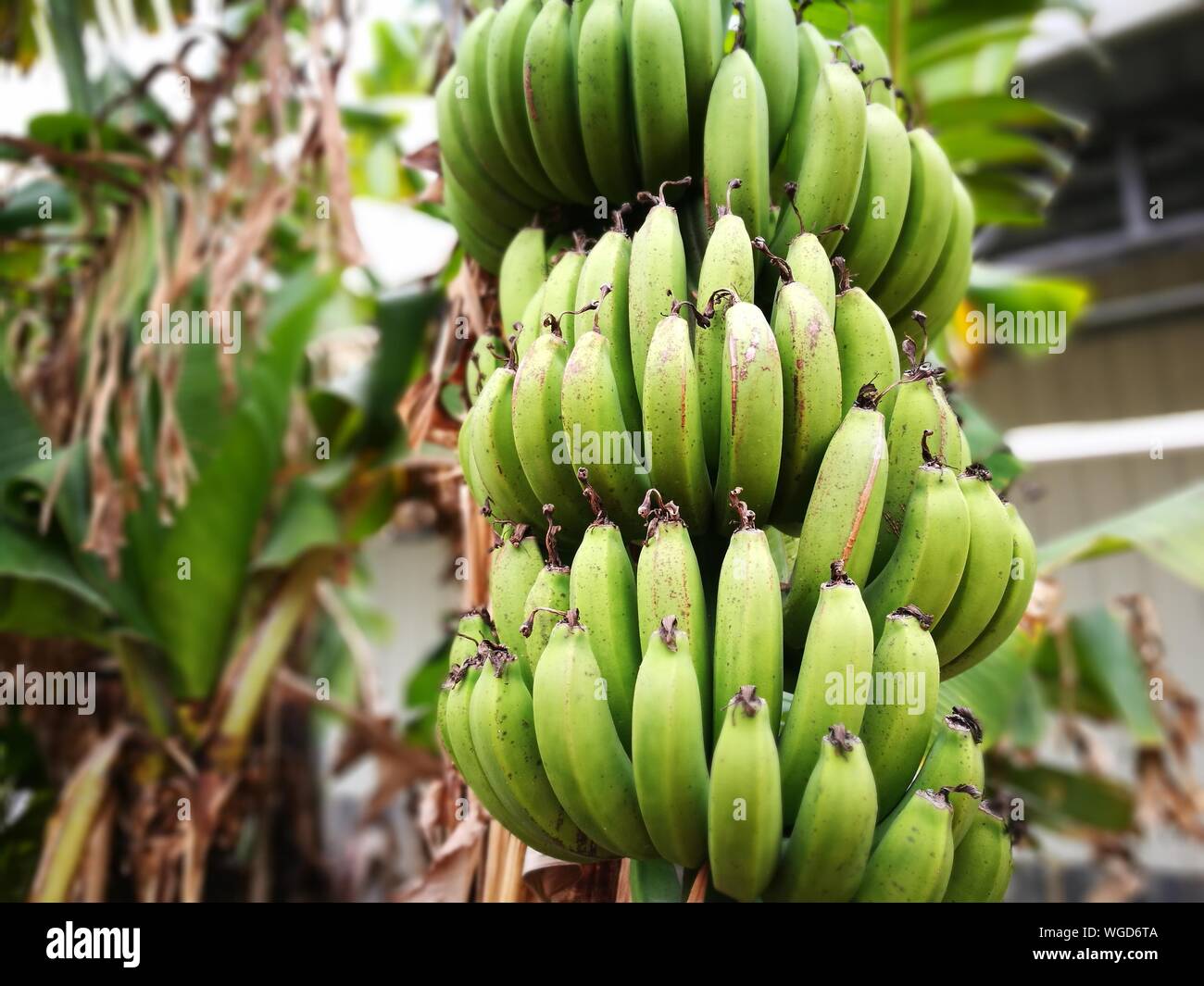 Bananas hanging in tree hi-res stock photography and images - Alamy
