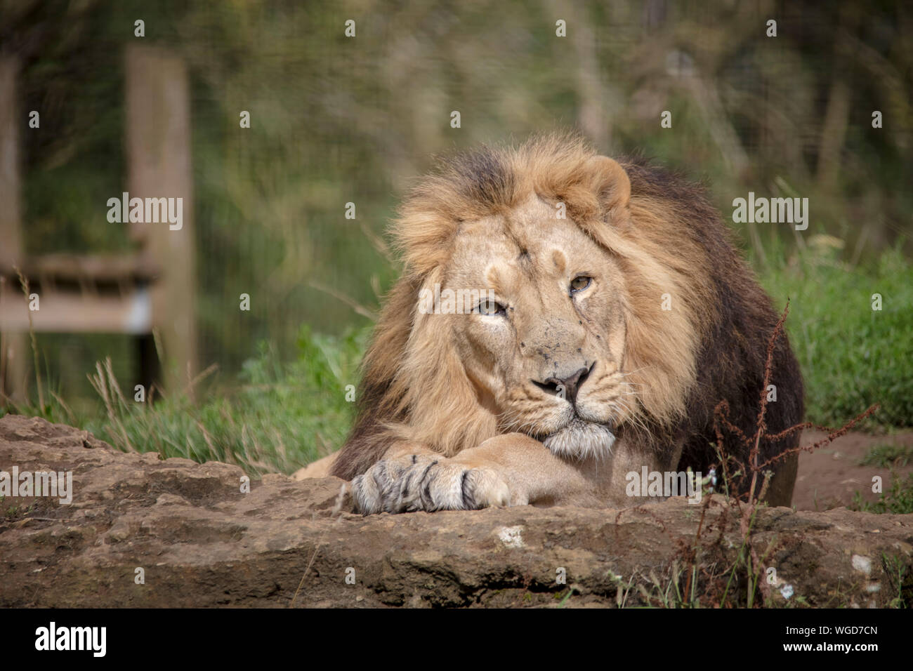 Cotswold lion hi-res stock photography and images - Alamy