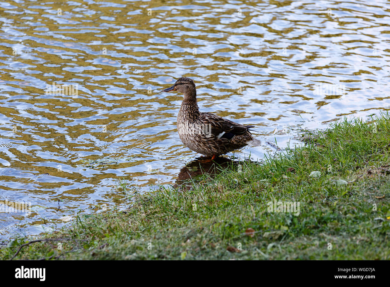 Duck and ducklings land hi-res stock photography and images - Alamy
