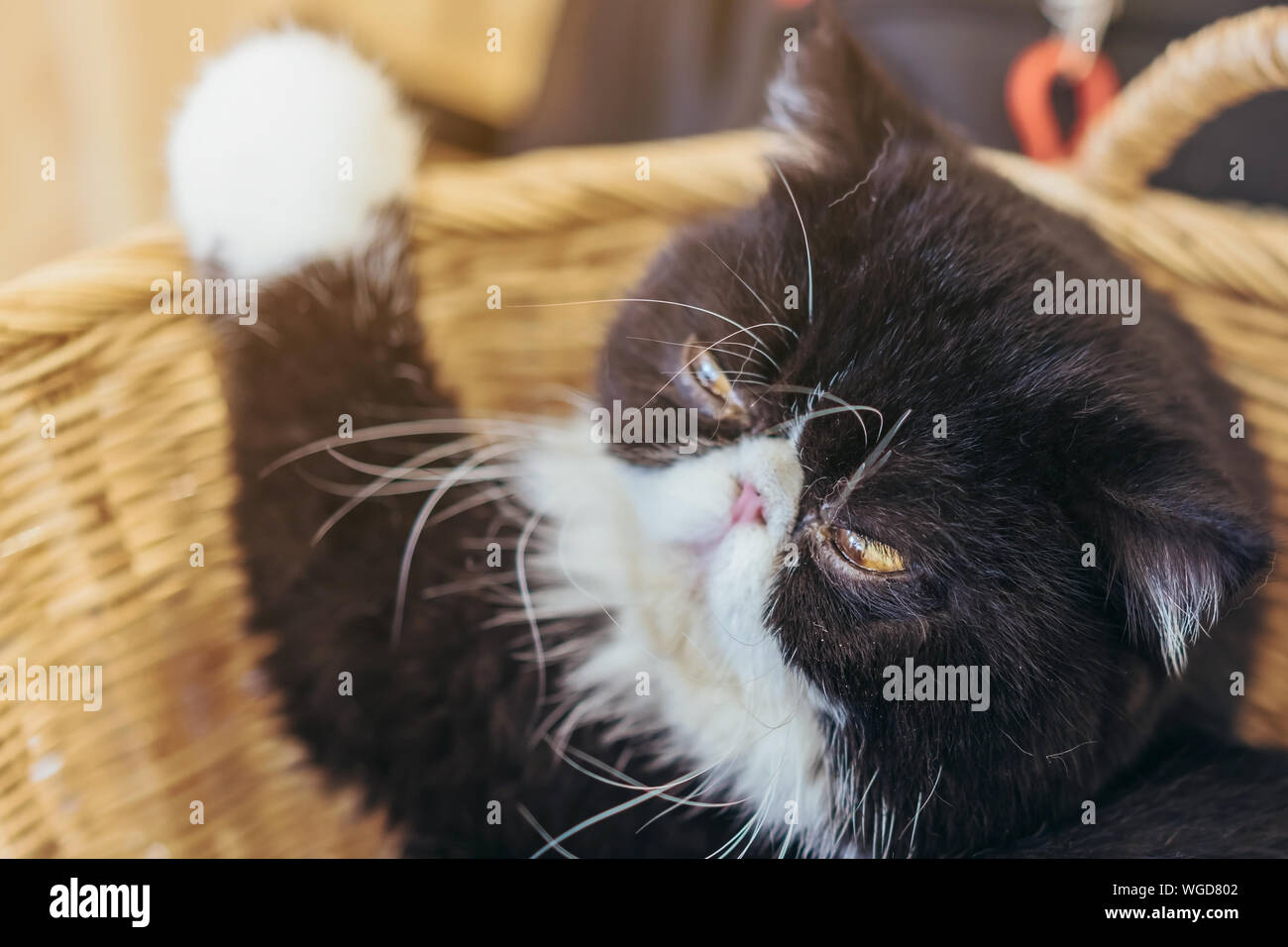 The lazy cat is sleeping lazily in the house Stock Photo - Alamy