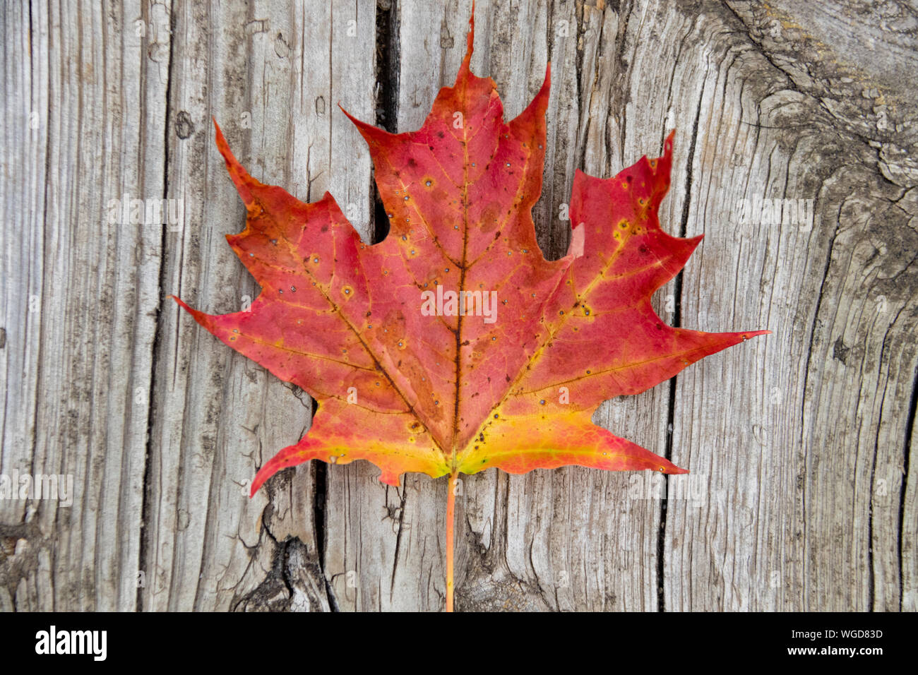Algonquin provincial park maple hi-res stock photography and images - Alamy