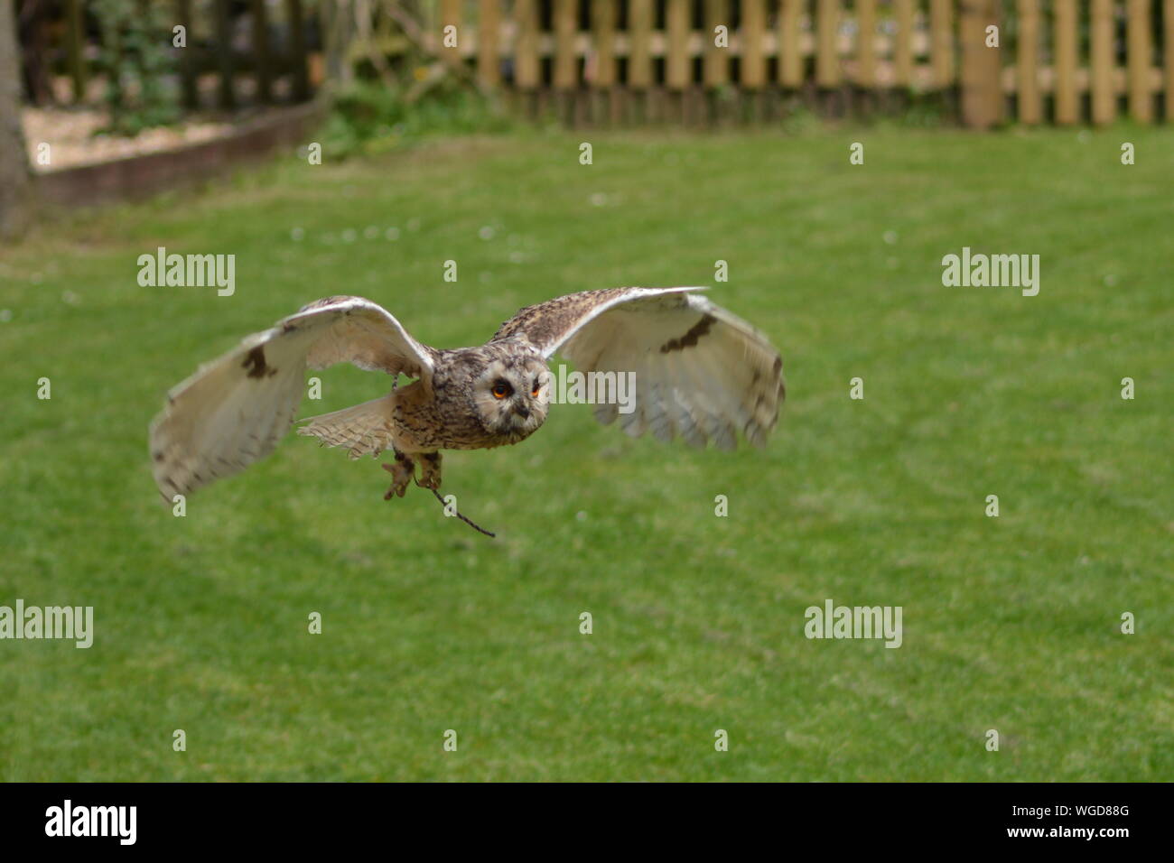 Owl Back High Resolution Stock Photography and Images - Alamy