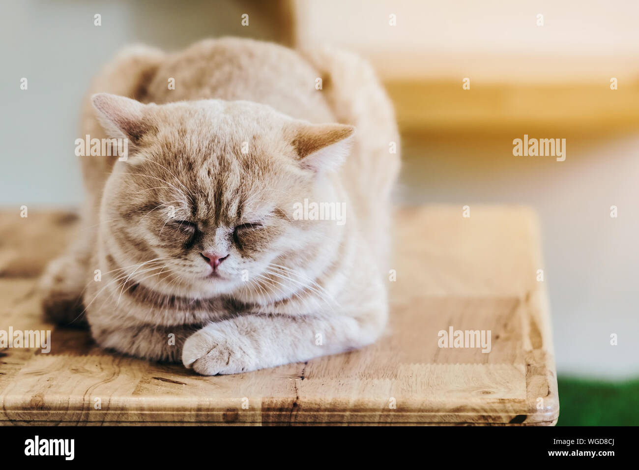 The lazy cat is sleeping lazily in the house Stock Photo - Alamy