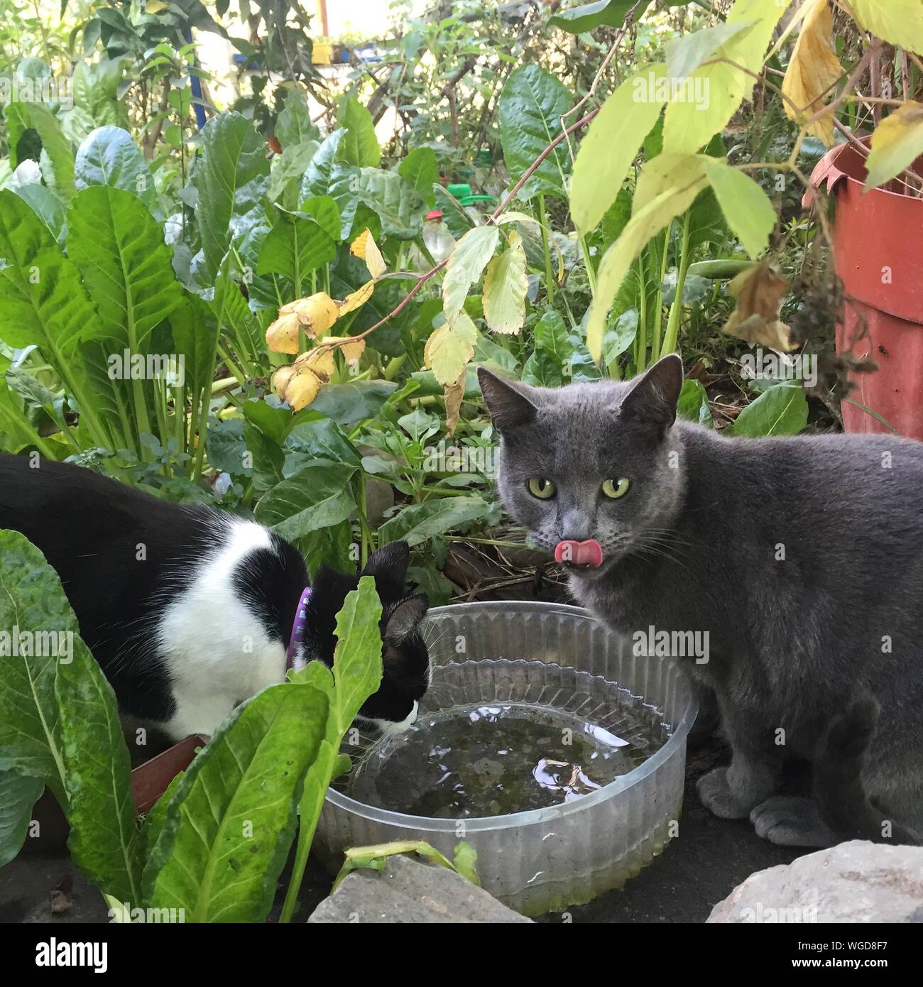 Leaf cats hi-res stock photography and images - Alamy