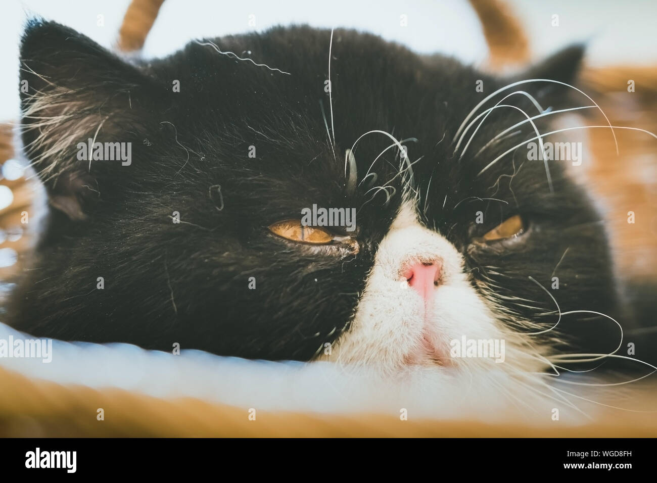 The lazy cat is sleeping lazily in the house Stock Photo - Alamy