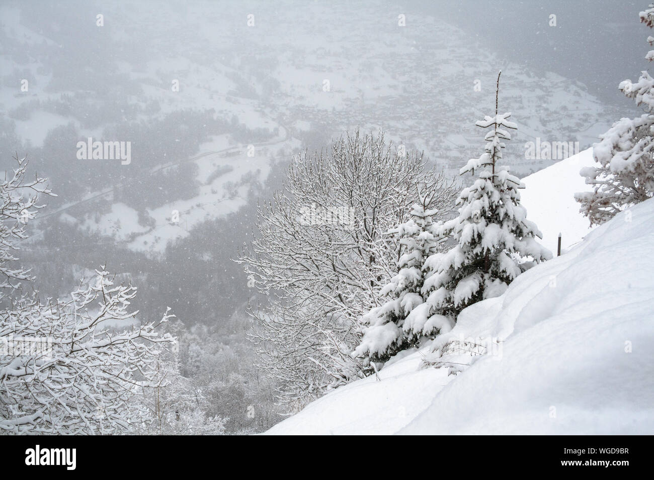 Heavy snowfall in the mountains, snow falling in flakes, trees on the ...