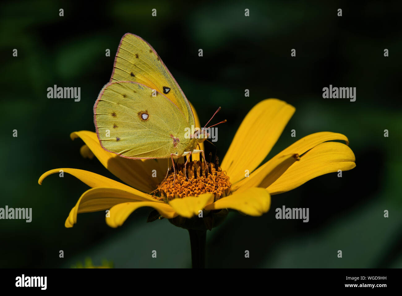 Orange sulfur butterfly or Colias eurytheme on perennial sunflower ...