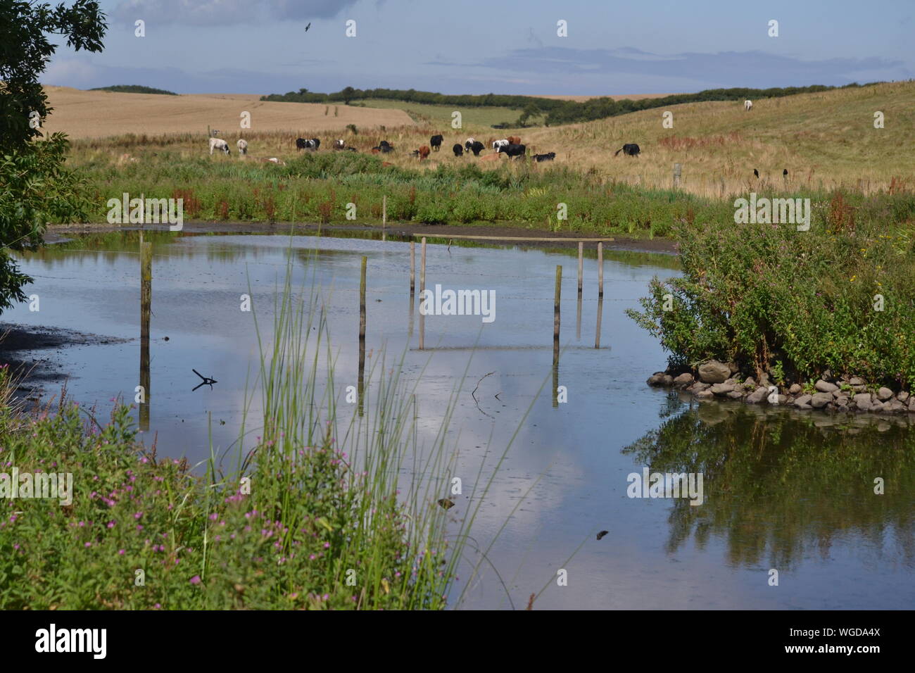 Buckton hi-res stock photography and images - Alamy