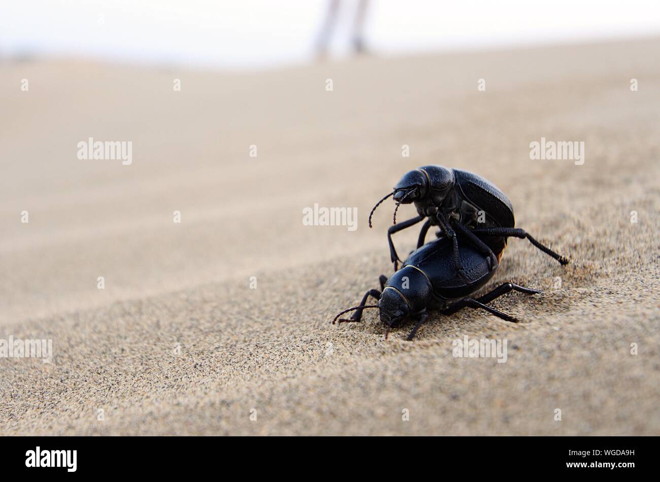 Insects on the beach hi-res stock photography and images - Alamy
