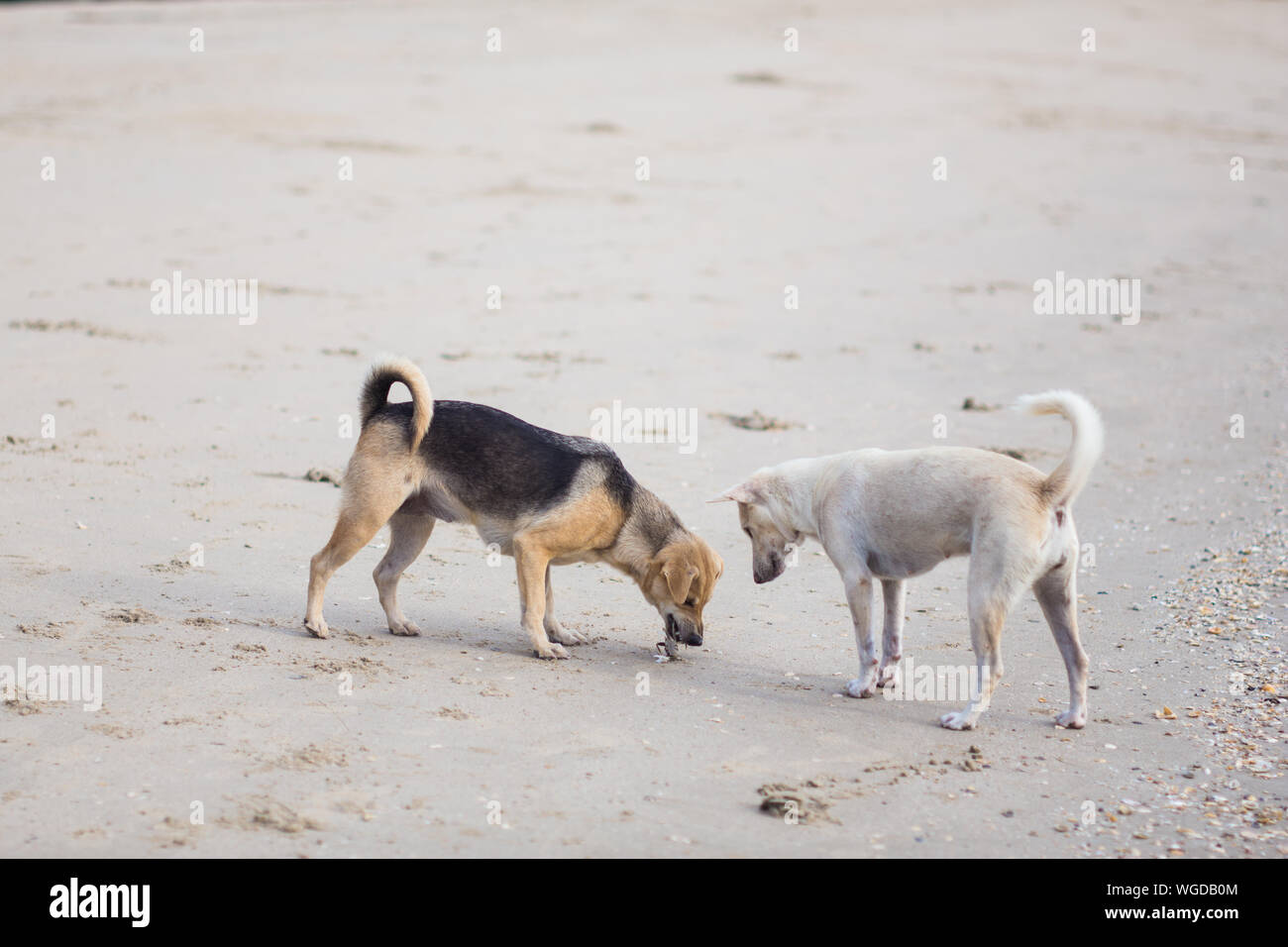 Two dogs on beach hi-res stock photography and images - Alamy