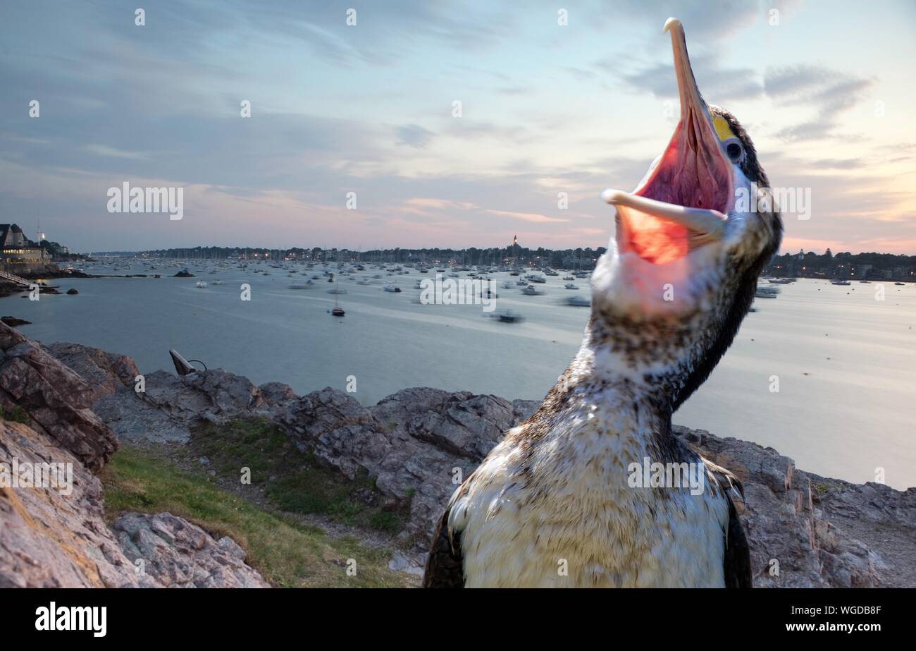 Shag Bird High Resolution Stock Photography and Images - Alamy