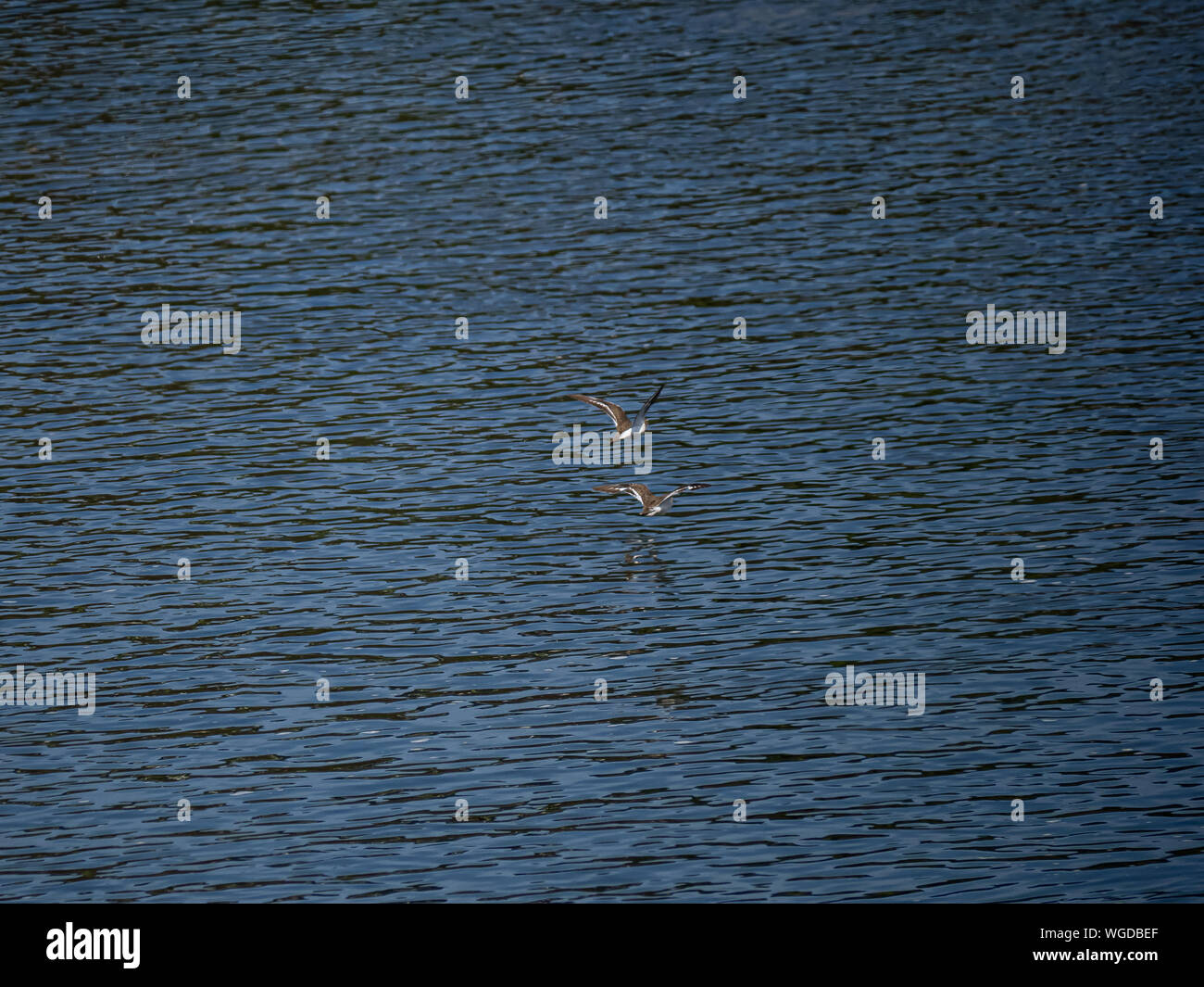 Common sandpiper flight hi-res stock photography and images - Alamy