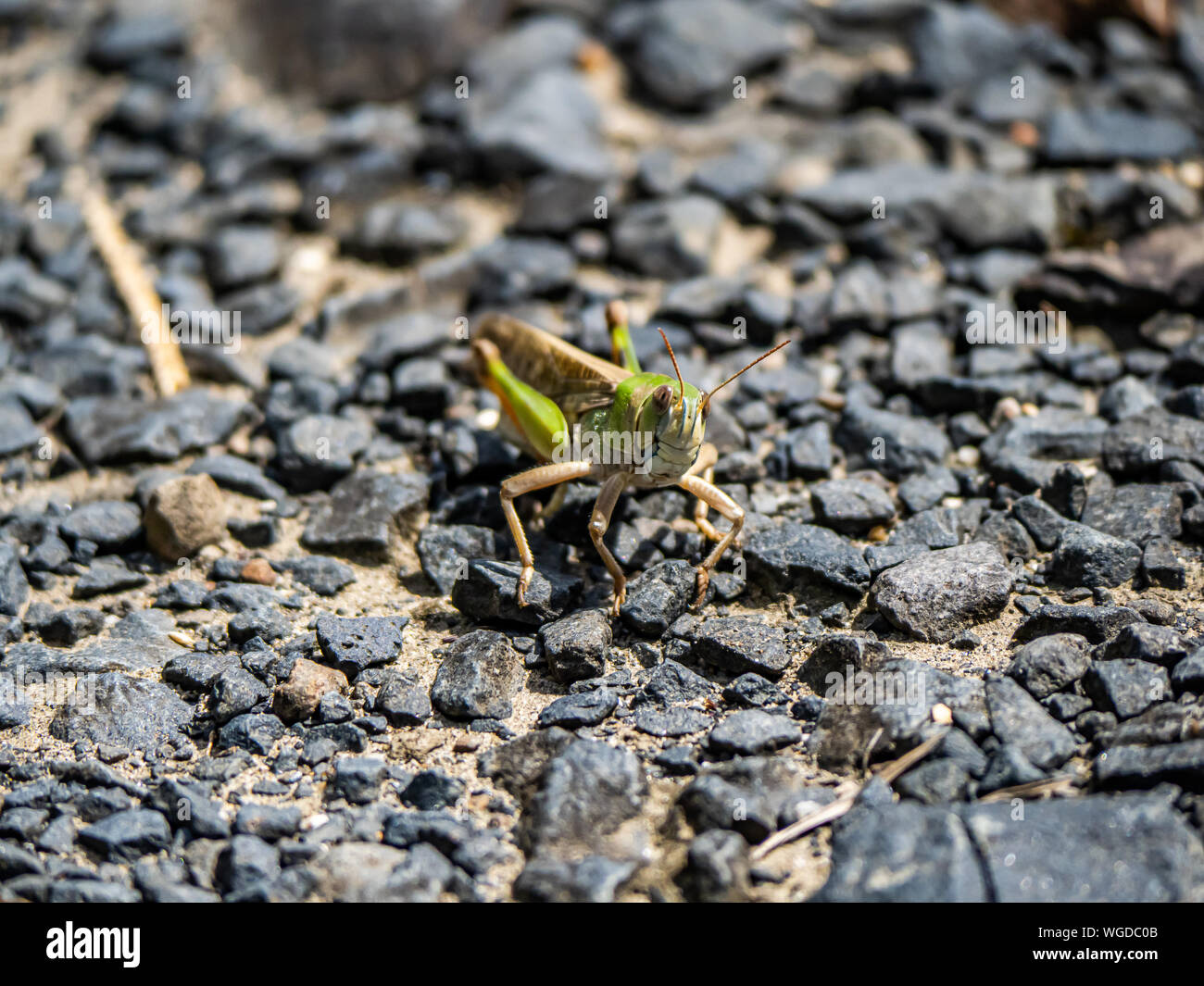 A Japanese migratory locust, Locusta migratoria manilensis, sits on a ...