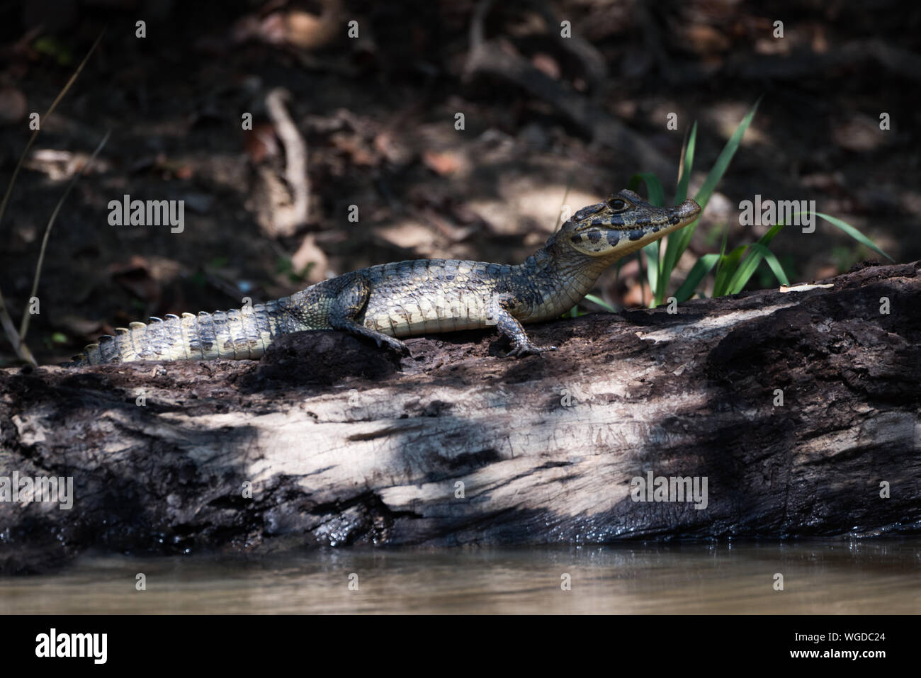 Side view of alligator hi-res stock photography and images - Alamy