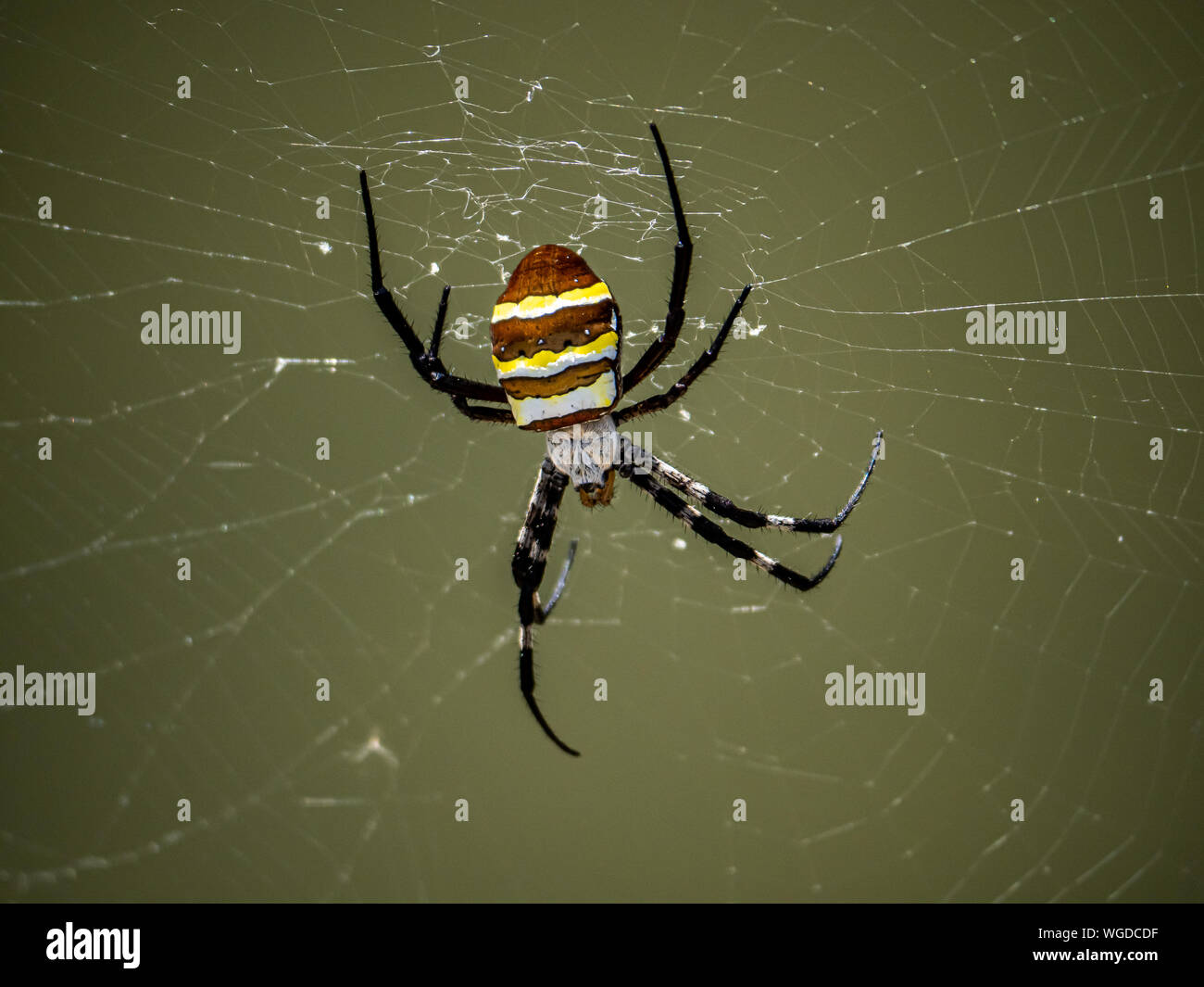 Kogane gumo hi-res stock photography and images - Alamy