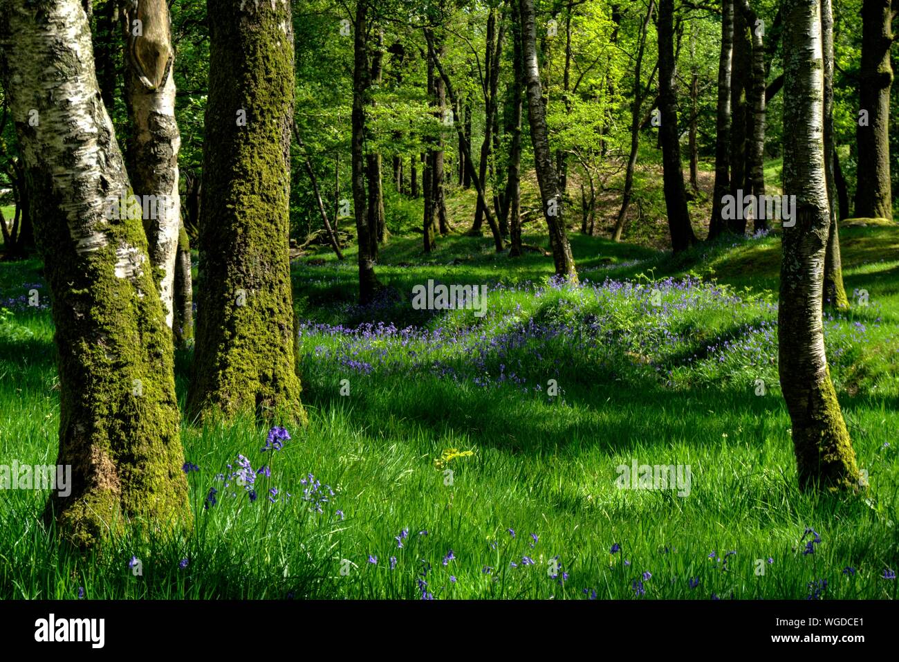 English forest in spring with trees, green grass and bluebells Stock ...