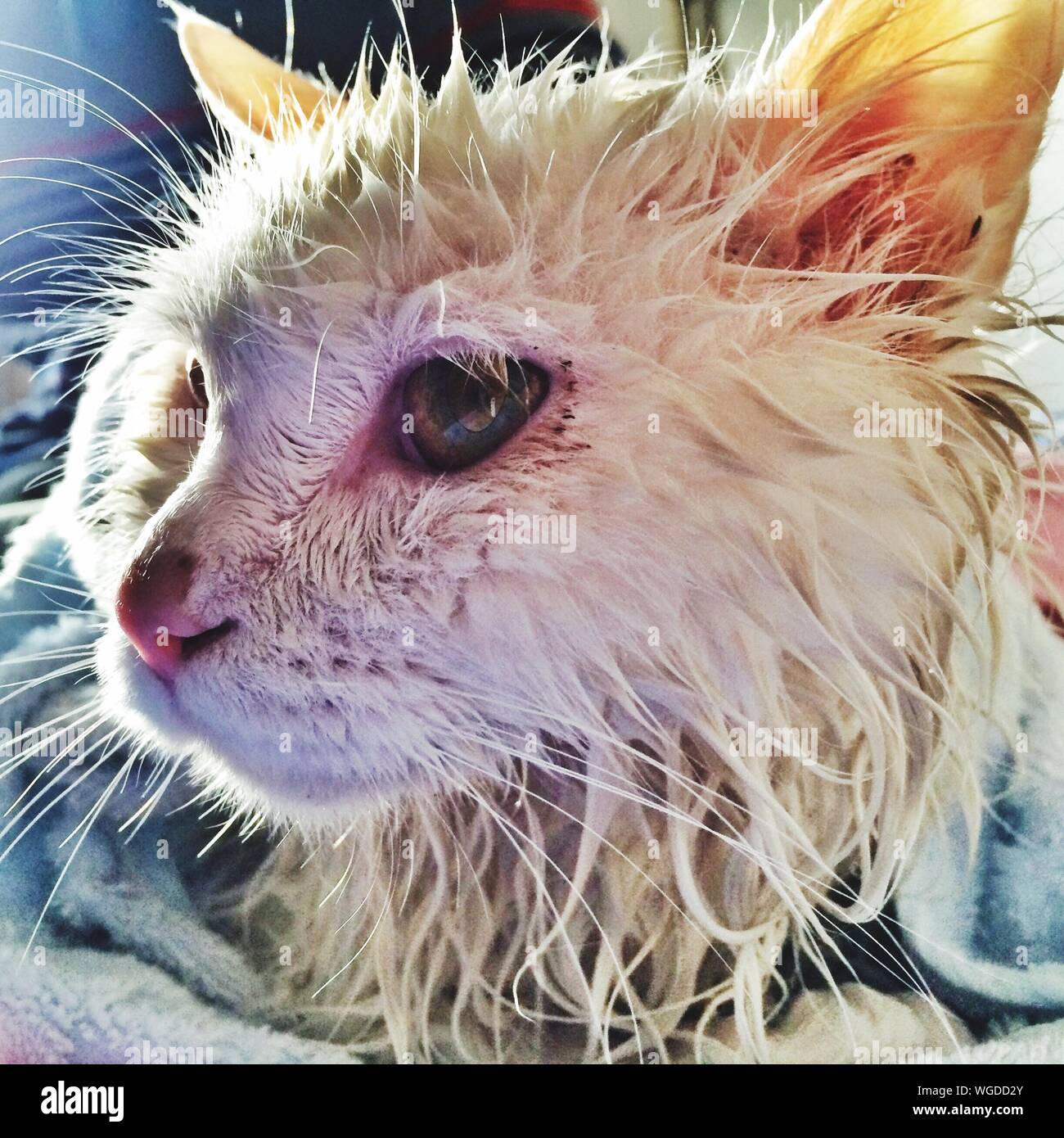 Wet cat hi-res stock photography and images - Alamy