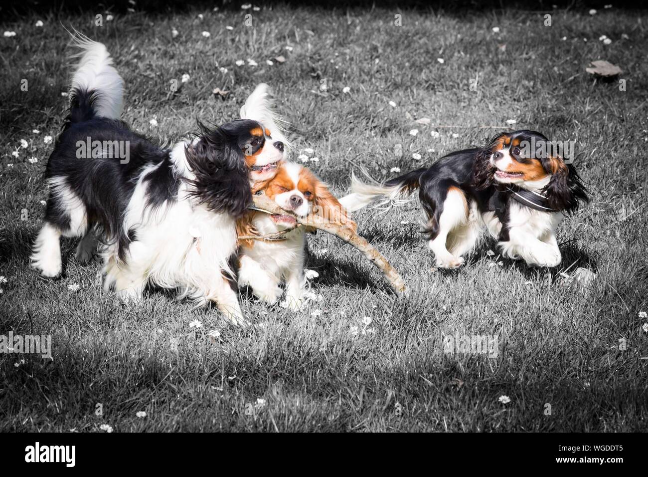 Cavalier King Charles Spaniels High Resolution Stock Photography and ...