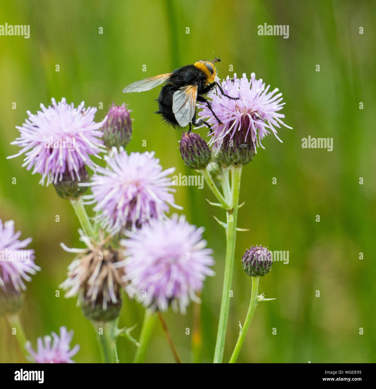 Giant thistle hi-res stock photography and images - Alamy