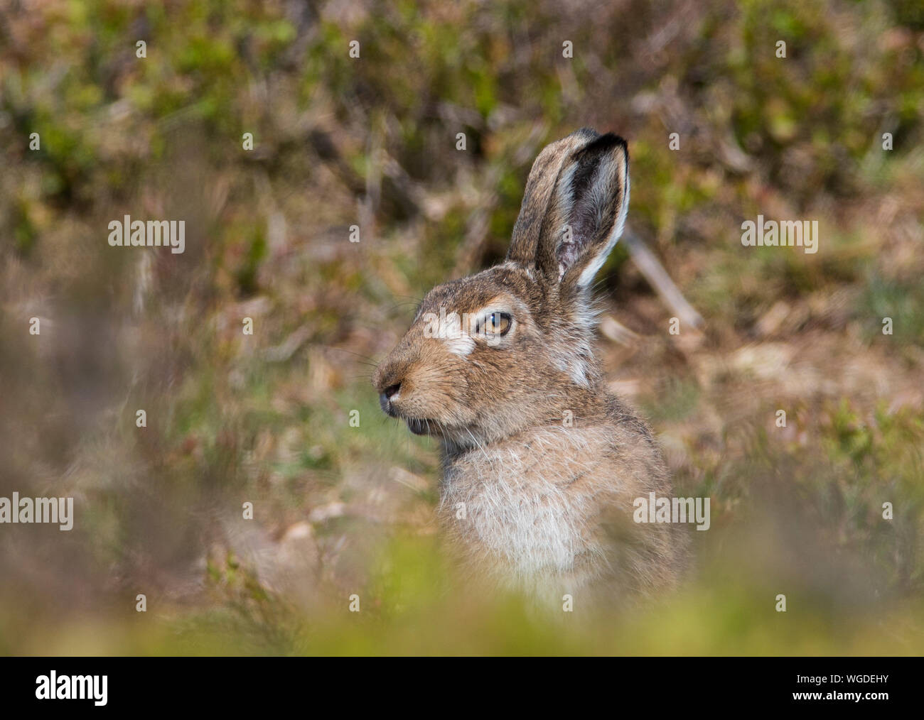 Mountain Hare (Lepus timidus) in summer in it's darker summer coat in ...