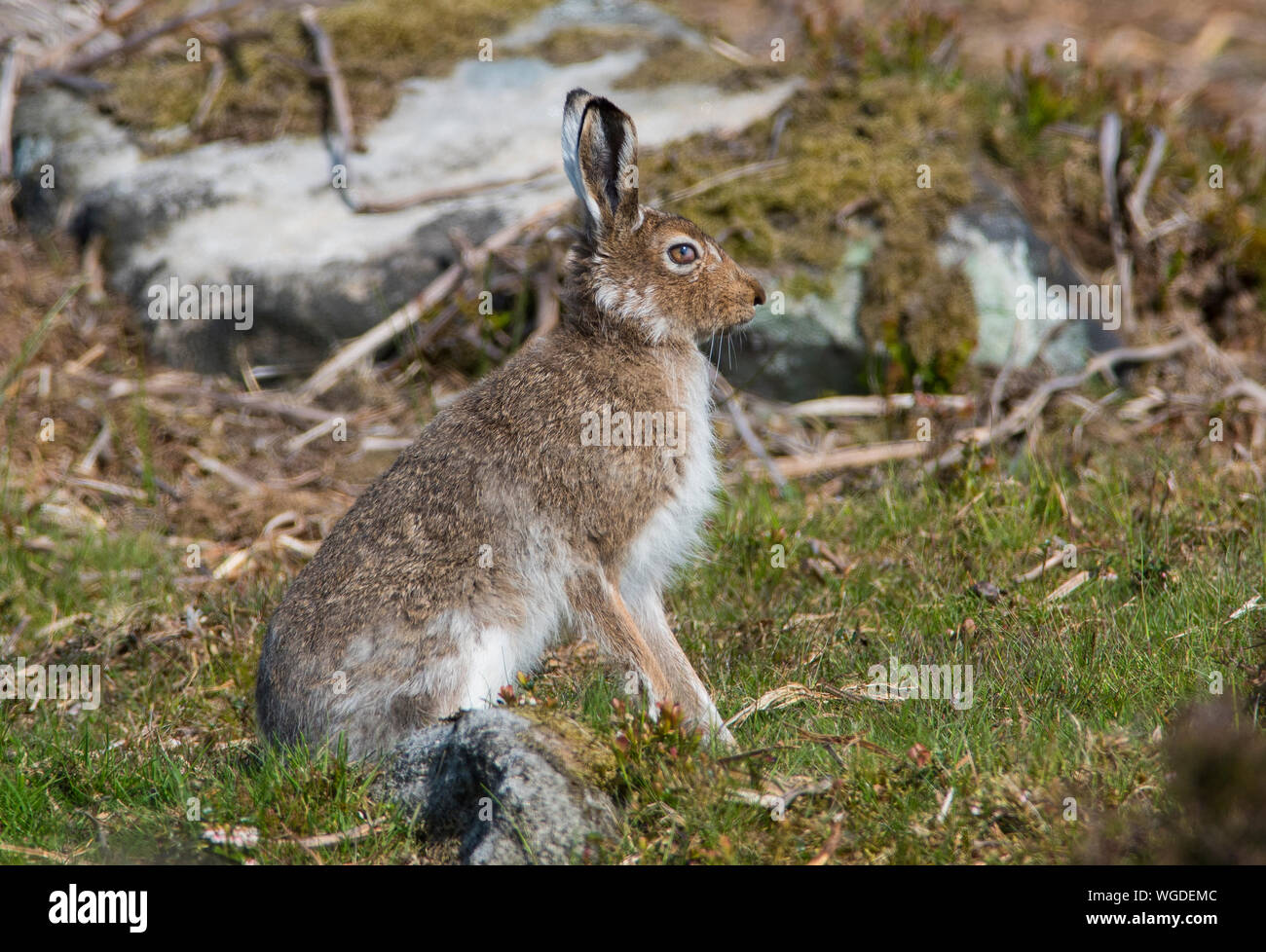 Mountain Hare (Lepus timidus) in summer in it's darker summer coat in ...
