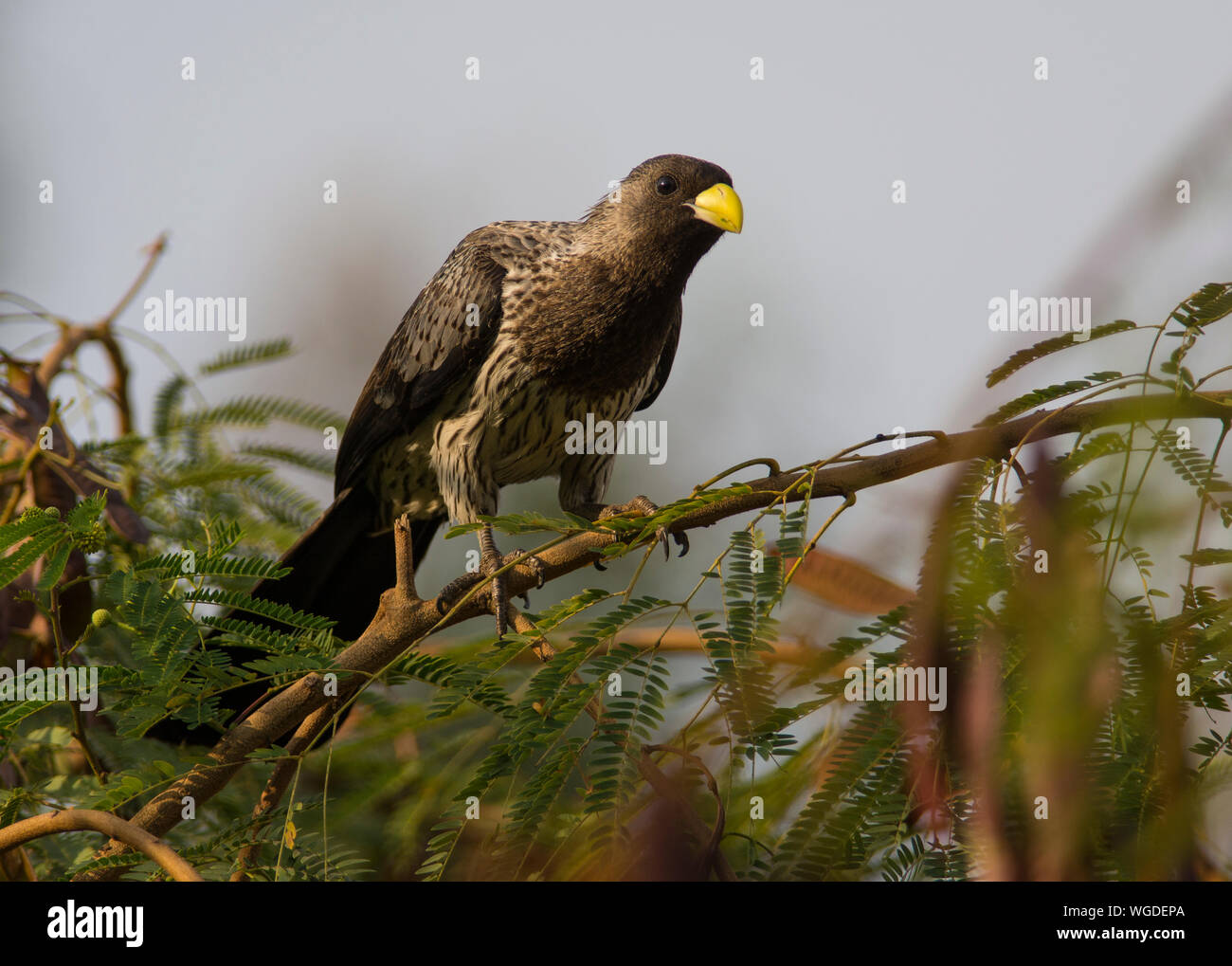 Western Grey Plantain-eater (Crinifer piscator) in The Gambia, West ...