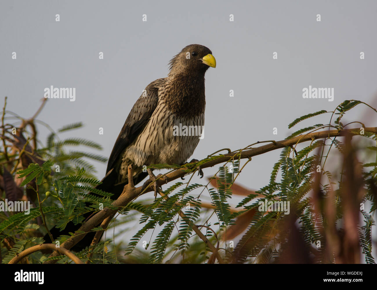 Western Grey Plantain-eater (Crinifer piscator) in The Gambia, West ...