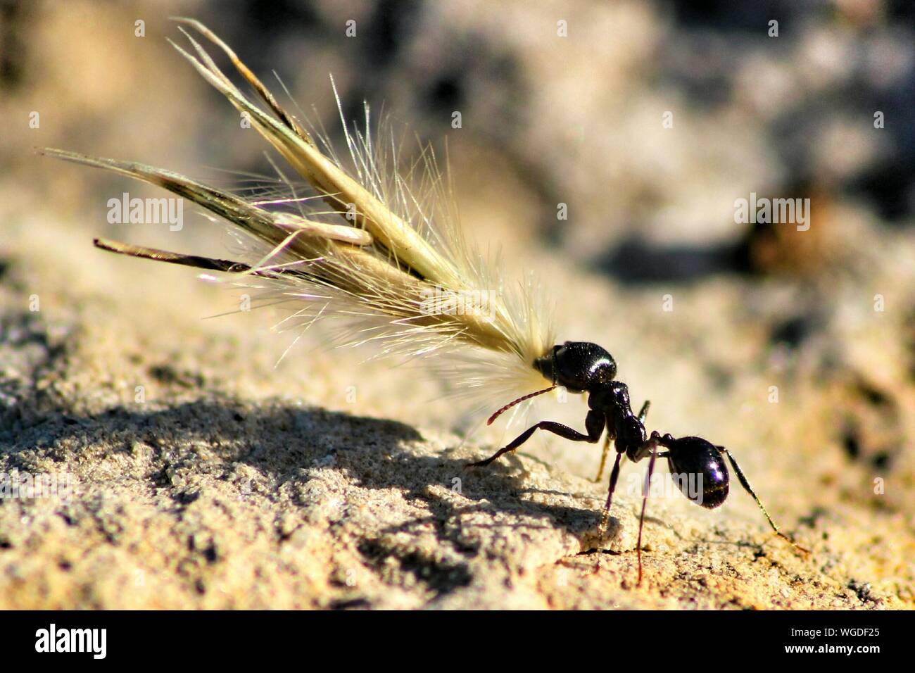 Ant And Food High Resolution Stock Photography and Images - Alamy