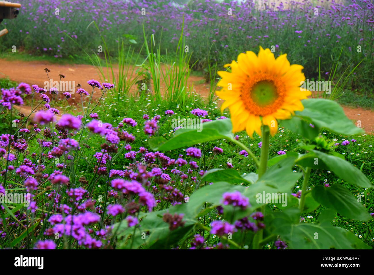 Purple sunflower hi-res stock photography and images - Alamy