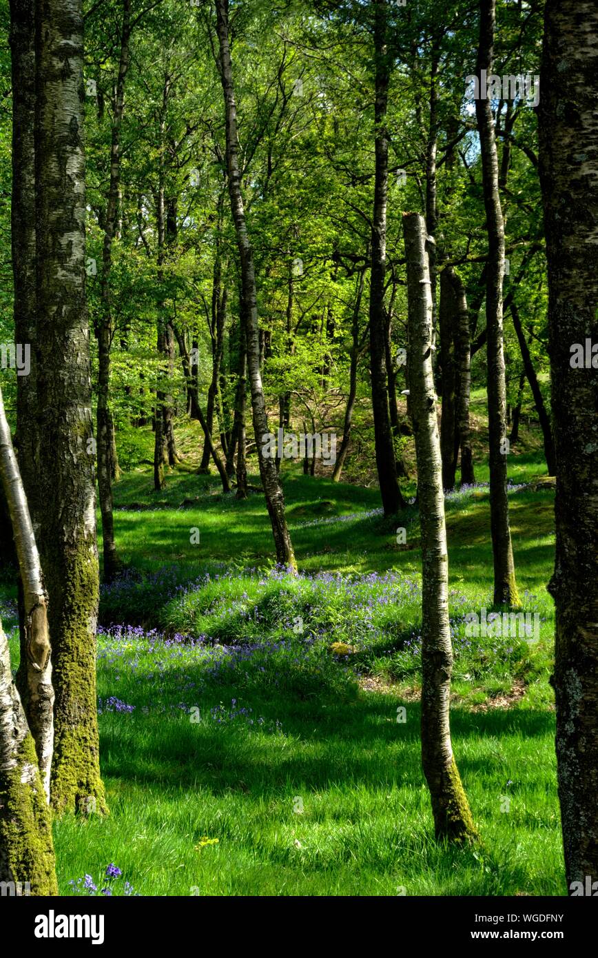 English forest in spring with trees, green grass and bluebells Stock ...
