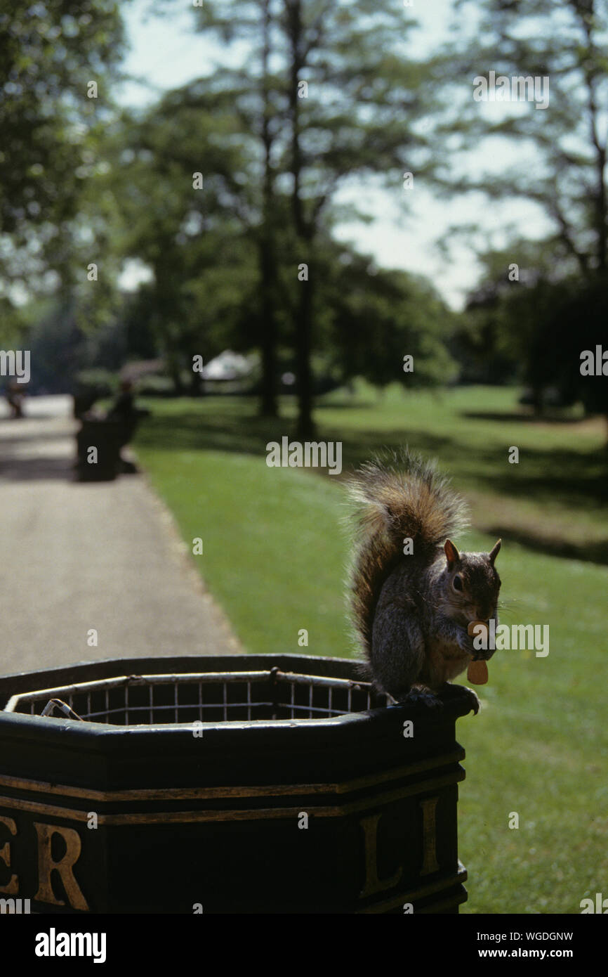 Squirrel Eating Trash High Resolution Stock Photography and Images - Alamy