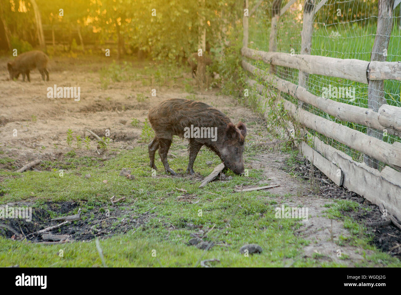 Family Group of Wart Hogs Grazing Eating Grass Food Together Stock ...