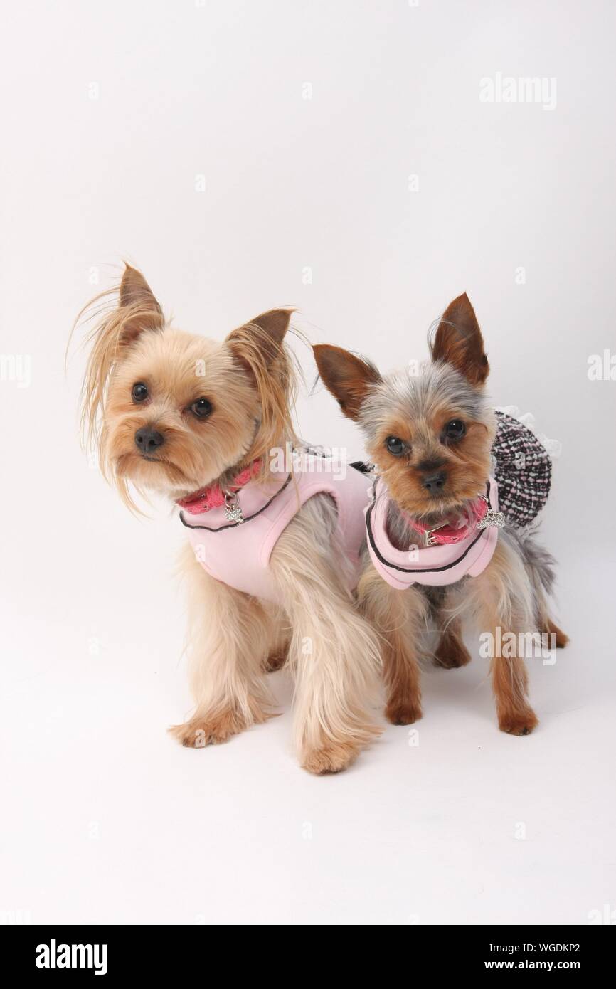 Cute yorkshire terrier hi-res stock photography and images - Alamy