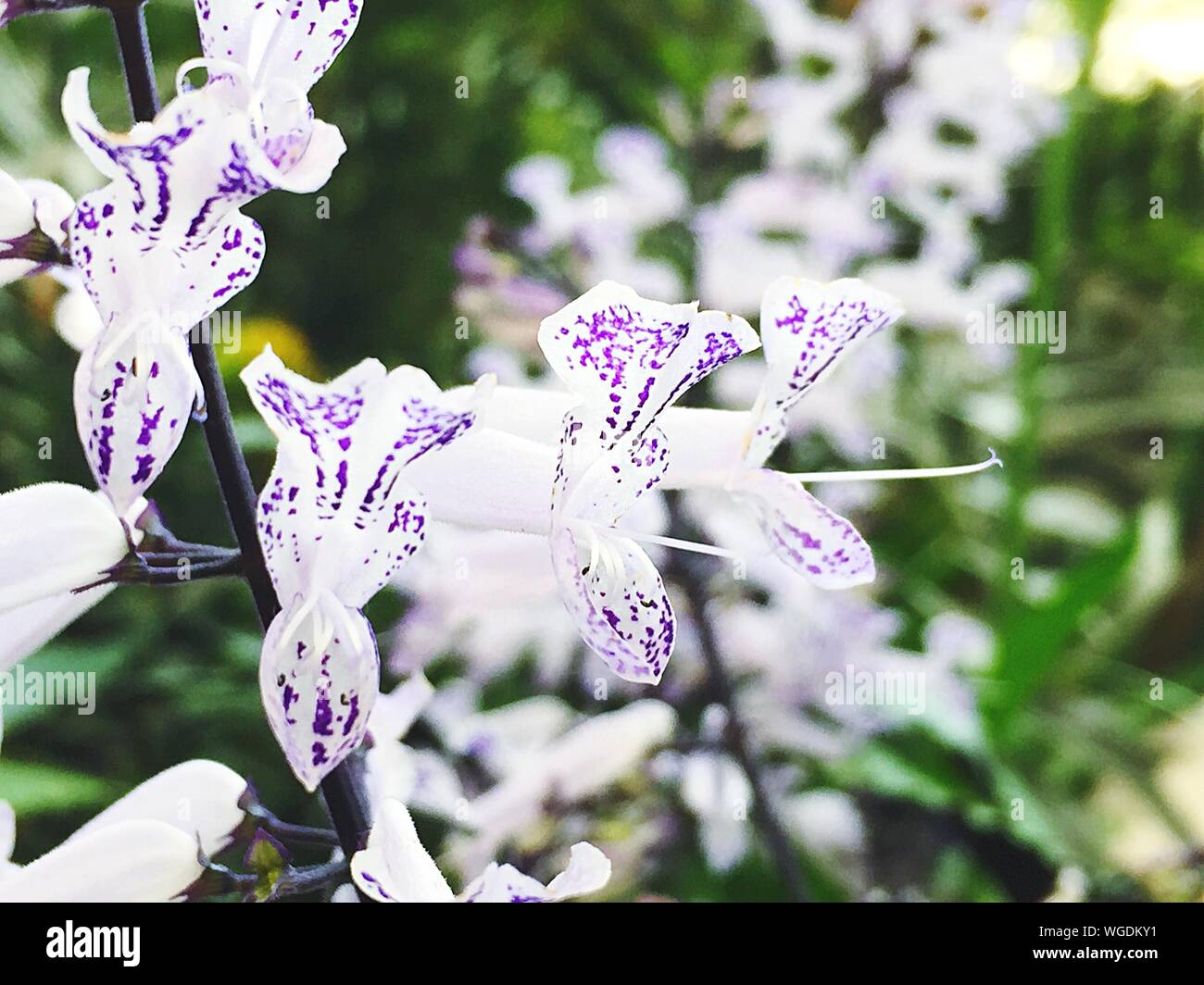 Purple spots hi-res stock photography and images - Alamy