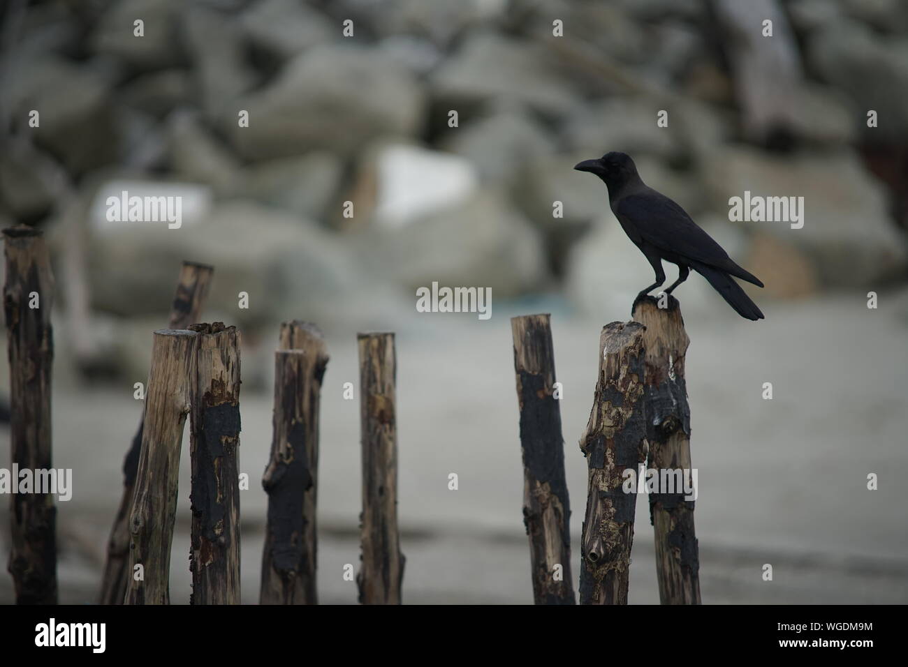 Crow stick bird hi-res stock photography and images - Alamy