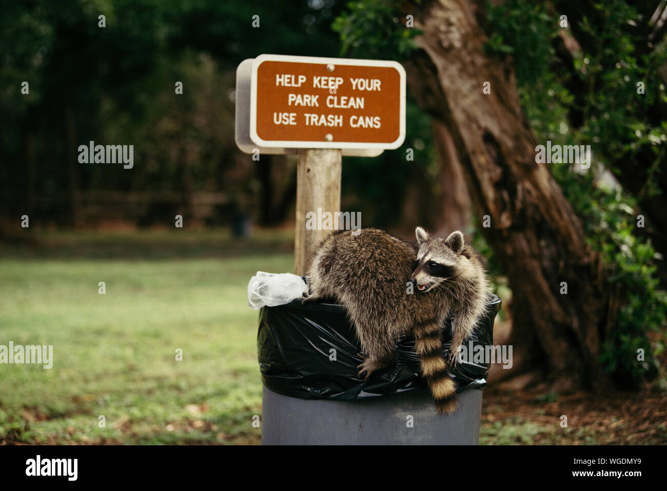 Raccoon garbage hi-res stock photography and images - Alamy