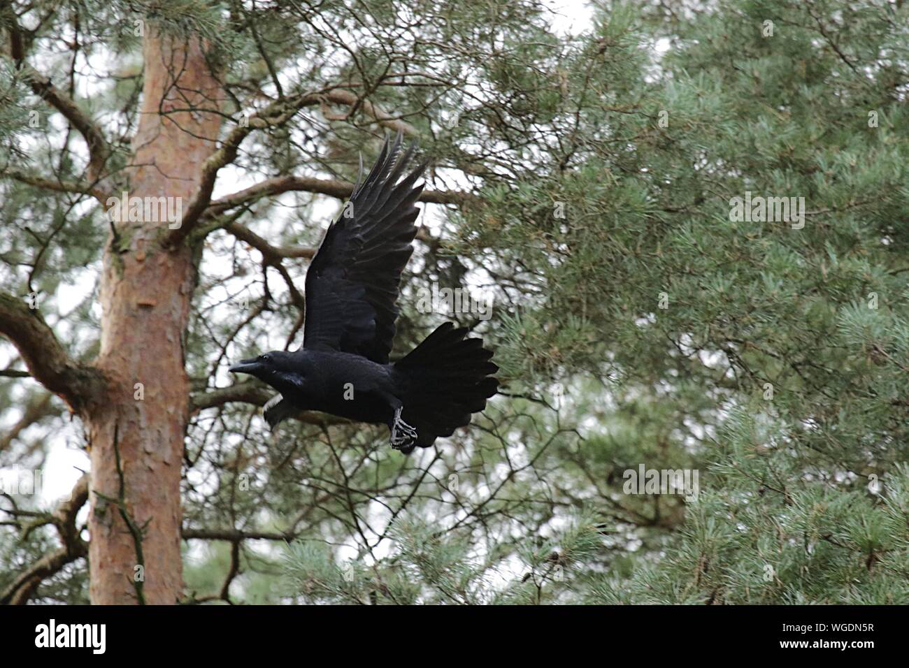 Raven Flying With Wings Spread High Resolution Stock Photography and Images - Alamy