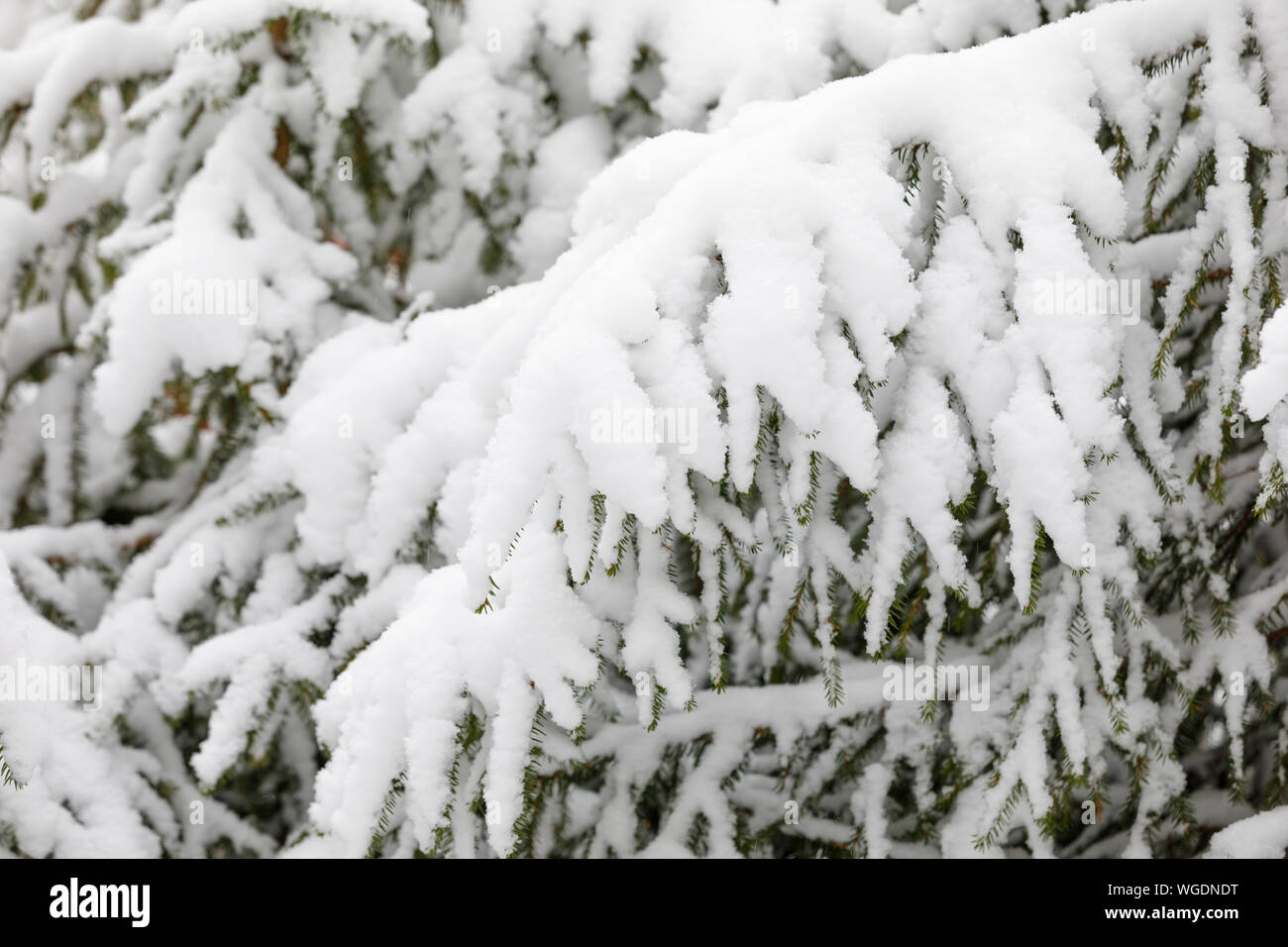 White snowy tree branches in a forest in winter Stock Photo - Alamy