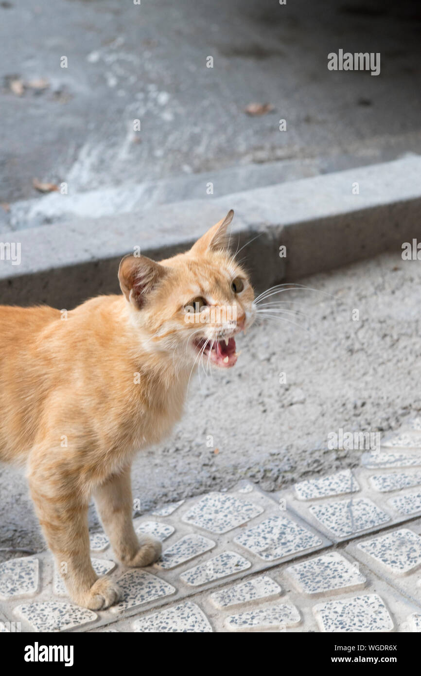 No shouting hi-res stock photography and images - Alamy