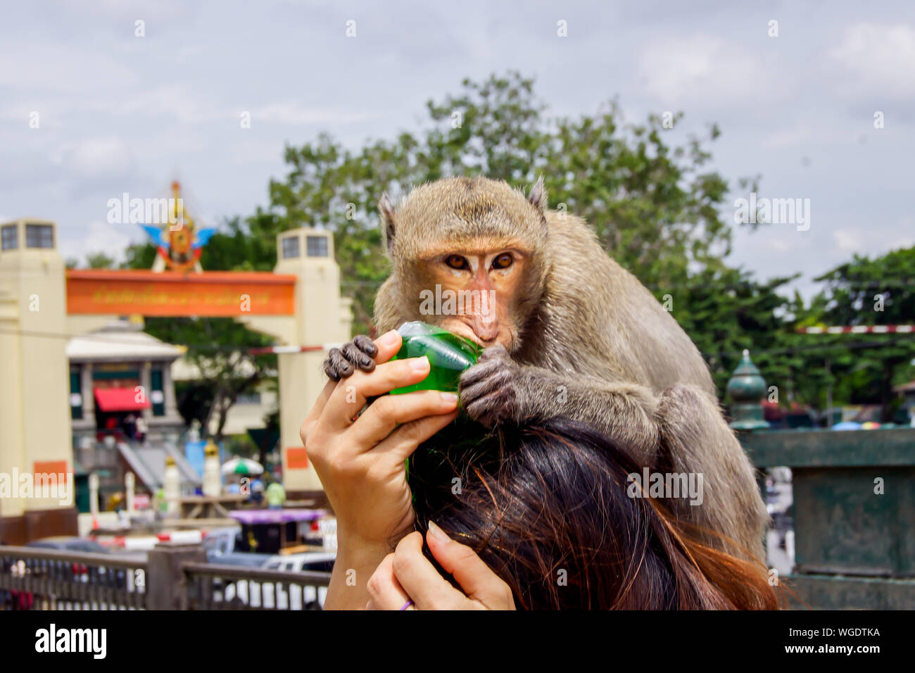Monkey on head hi-res stock photography and images - Alamy