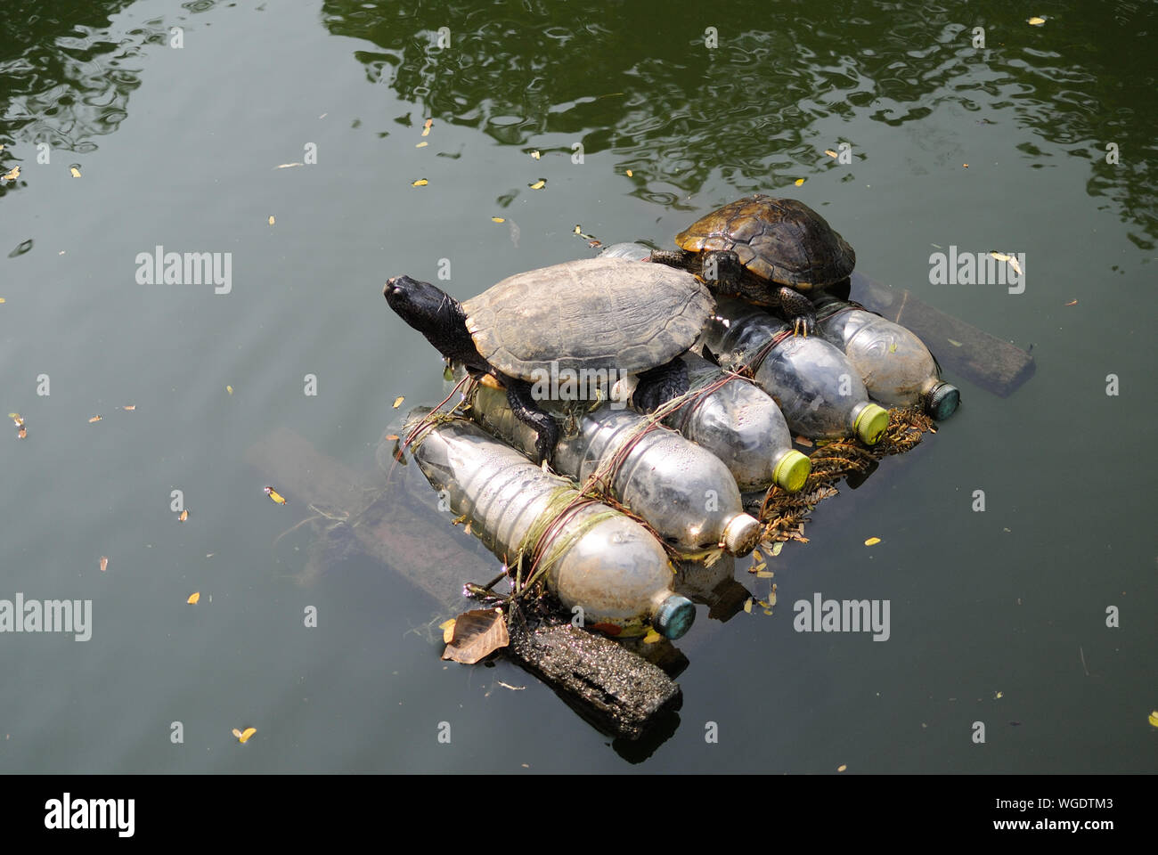 Plastic reptile hi-res stock photography and images - Alamy