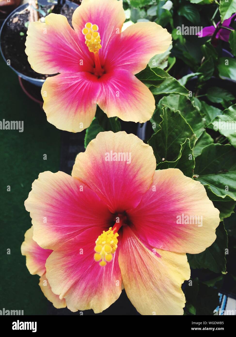 Hibiscus pot hi-res stock photography and images - Alamy
