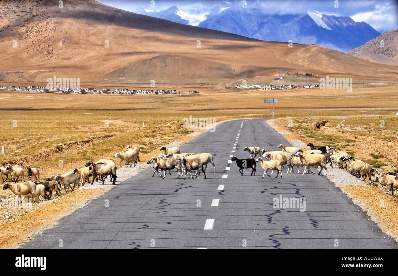 Sheep crossing road hi-res stock photography and images - Alamy