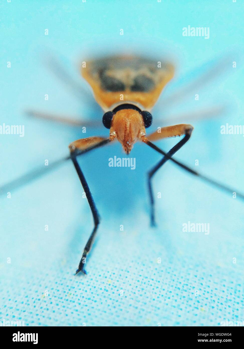 Turquoise insect hi-res stock photography and images - Alamy