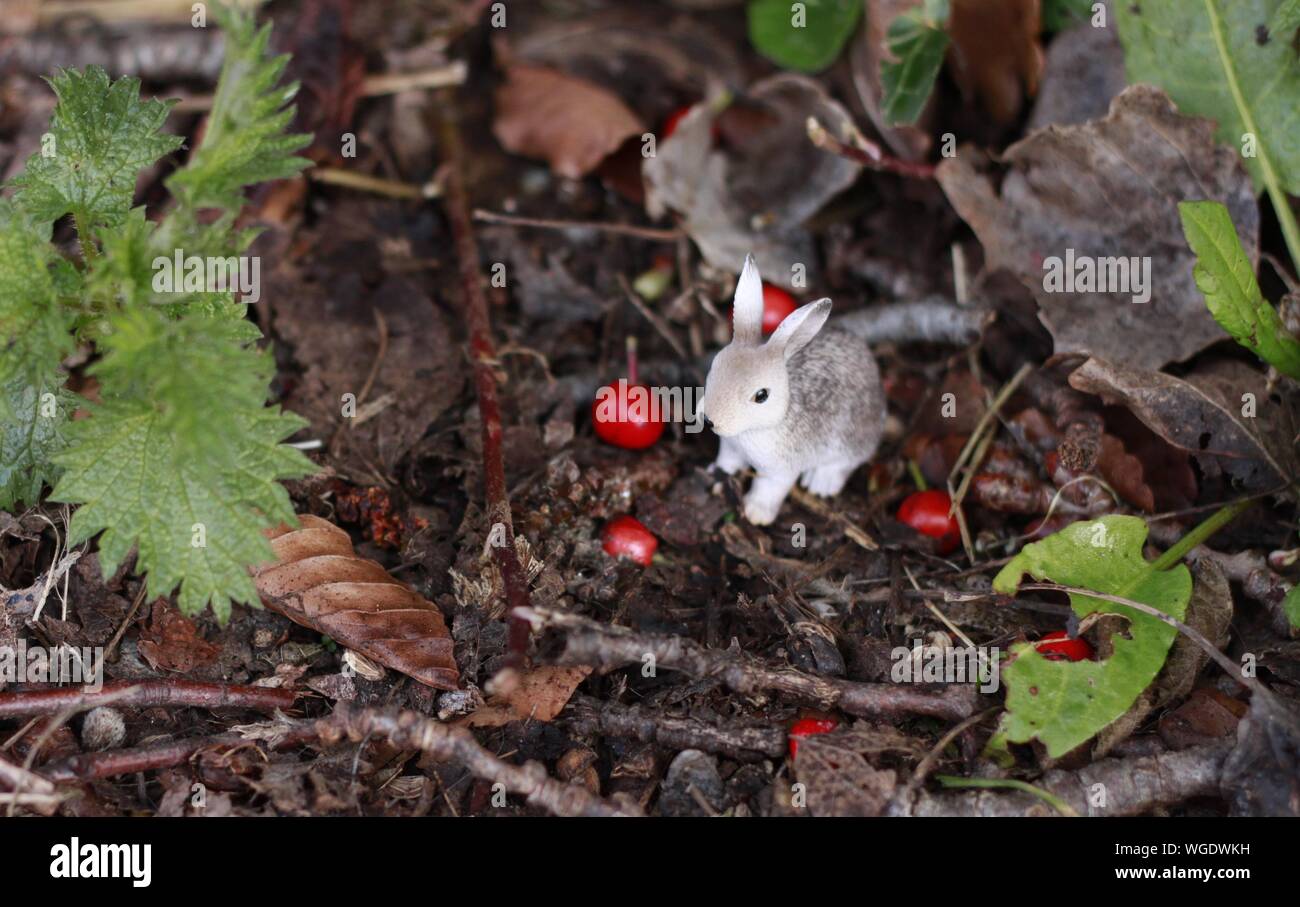 Rabbit leaves hi-res stock photography and images - Alamy