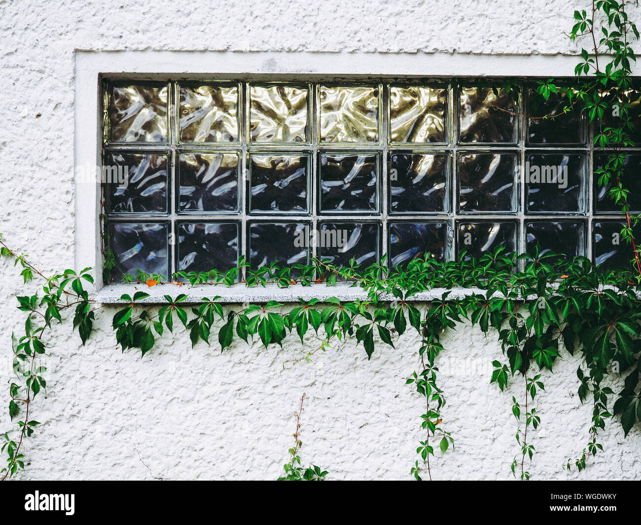 Creeper on window hi-res stock photography and images - Alamy
