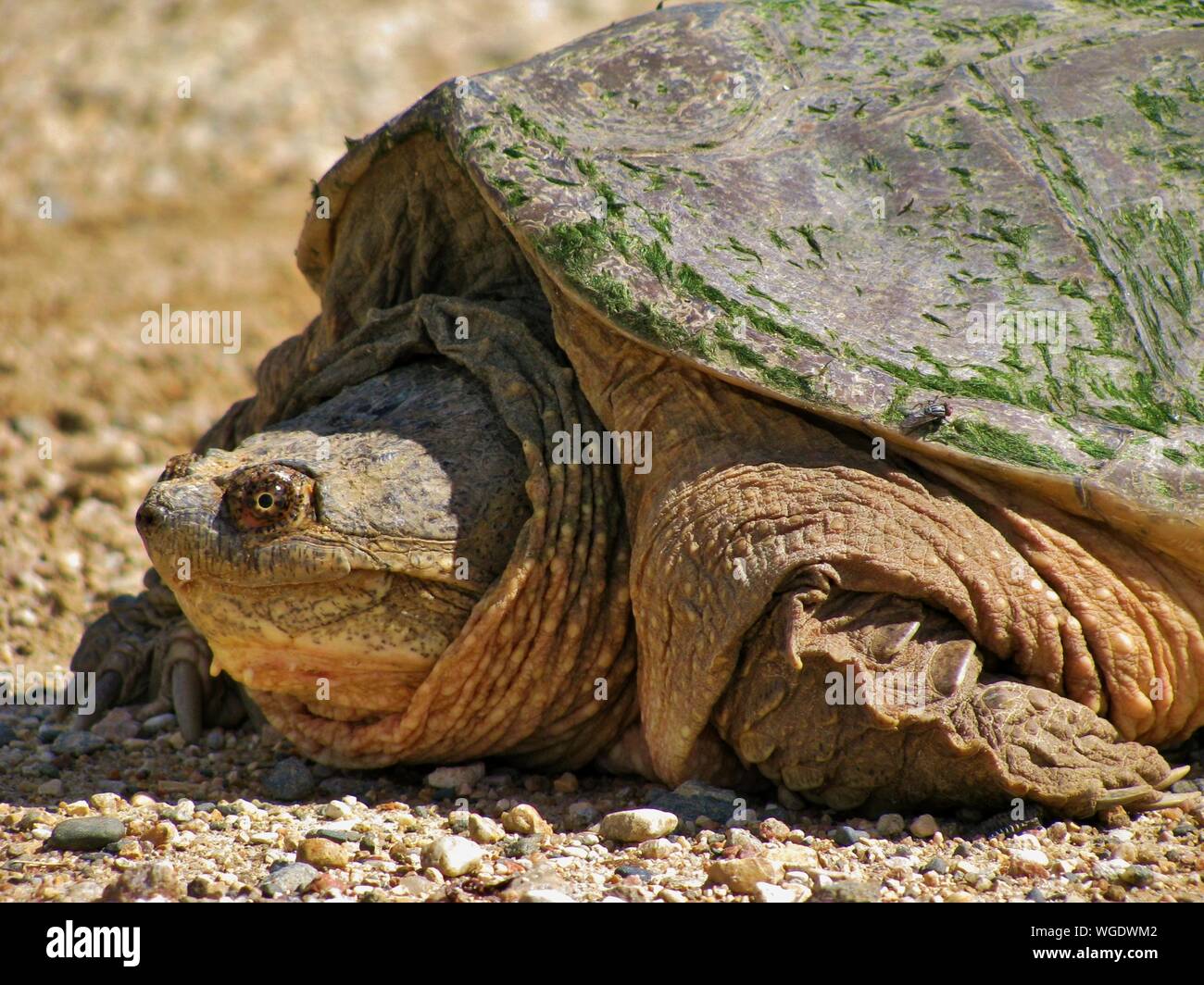 Snapping turtle close hi-res stock photography and images - Alamy