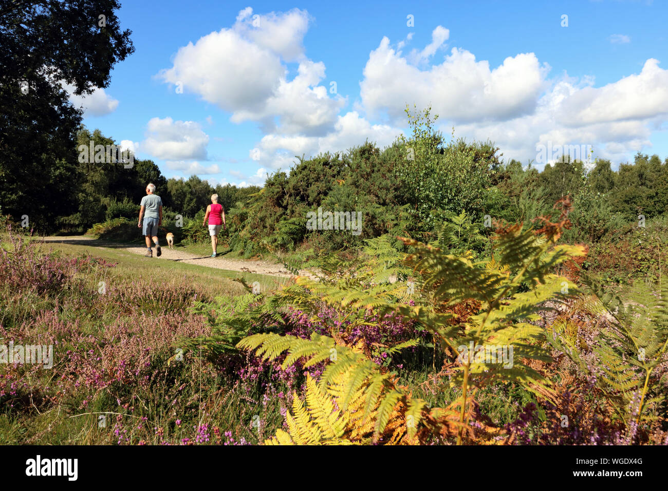 Headley Heath, UK. 1st September 2019. The meteorological calendar ...