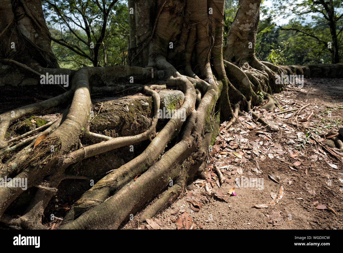 Old Tree root - Tropical tree roots at Taiping, Malaysia Stock Photo ...